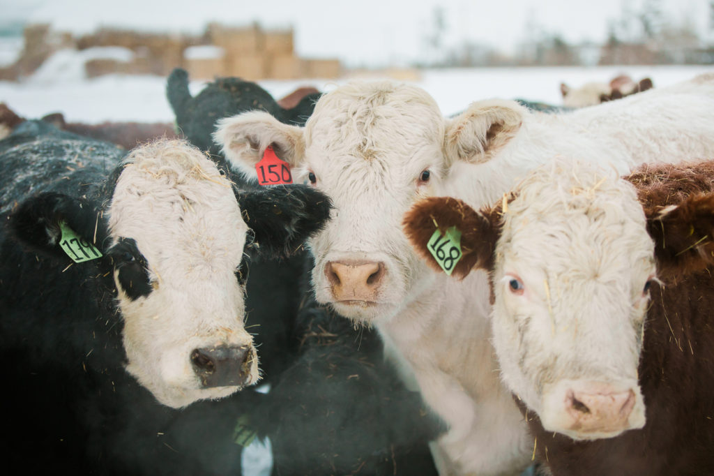 Visiting with the Cows on Christmas Eve on the Farm near Airdrie